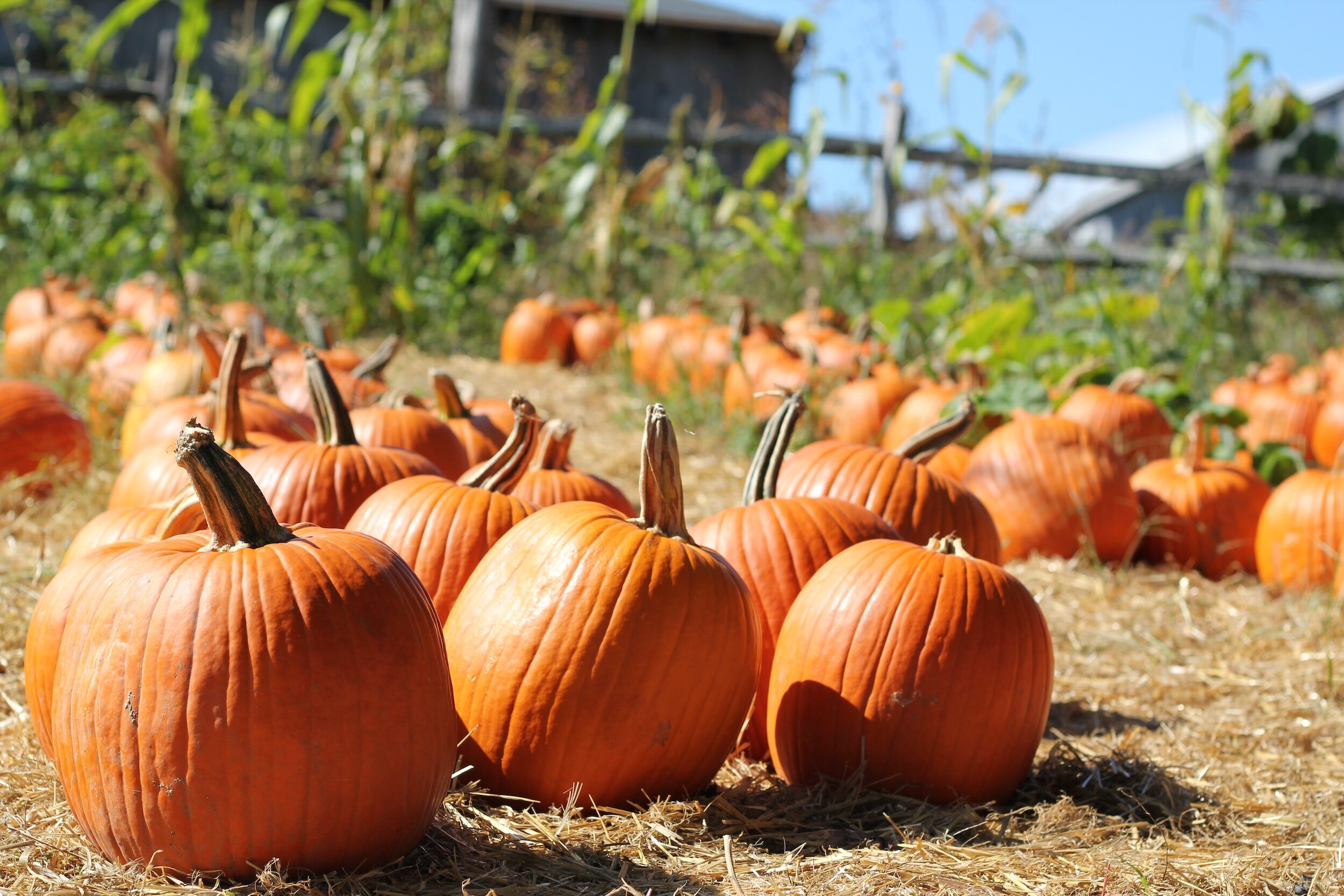 10 Best Pumpkin Patches in San Diego County for Fall - San Diego Mamas