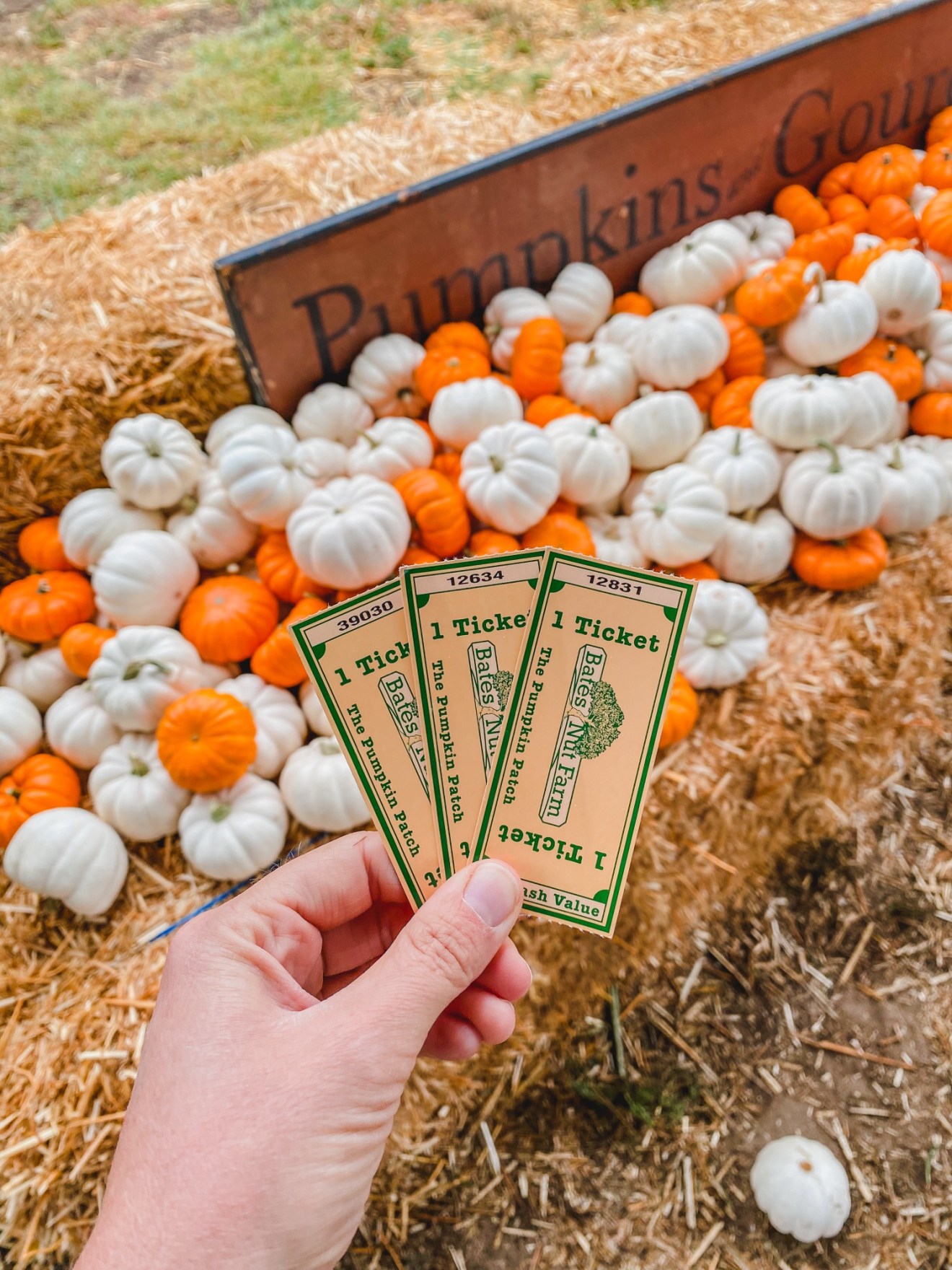 10 Best Pumpkin Patches in San Diego County for Fall - San Diego Mamas