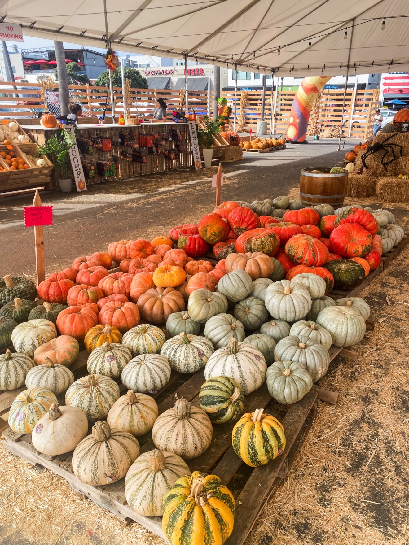 10 Best Pumpkin Patches in San Diego County for Fall - San Diego Mamas