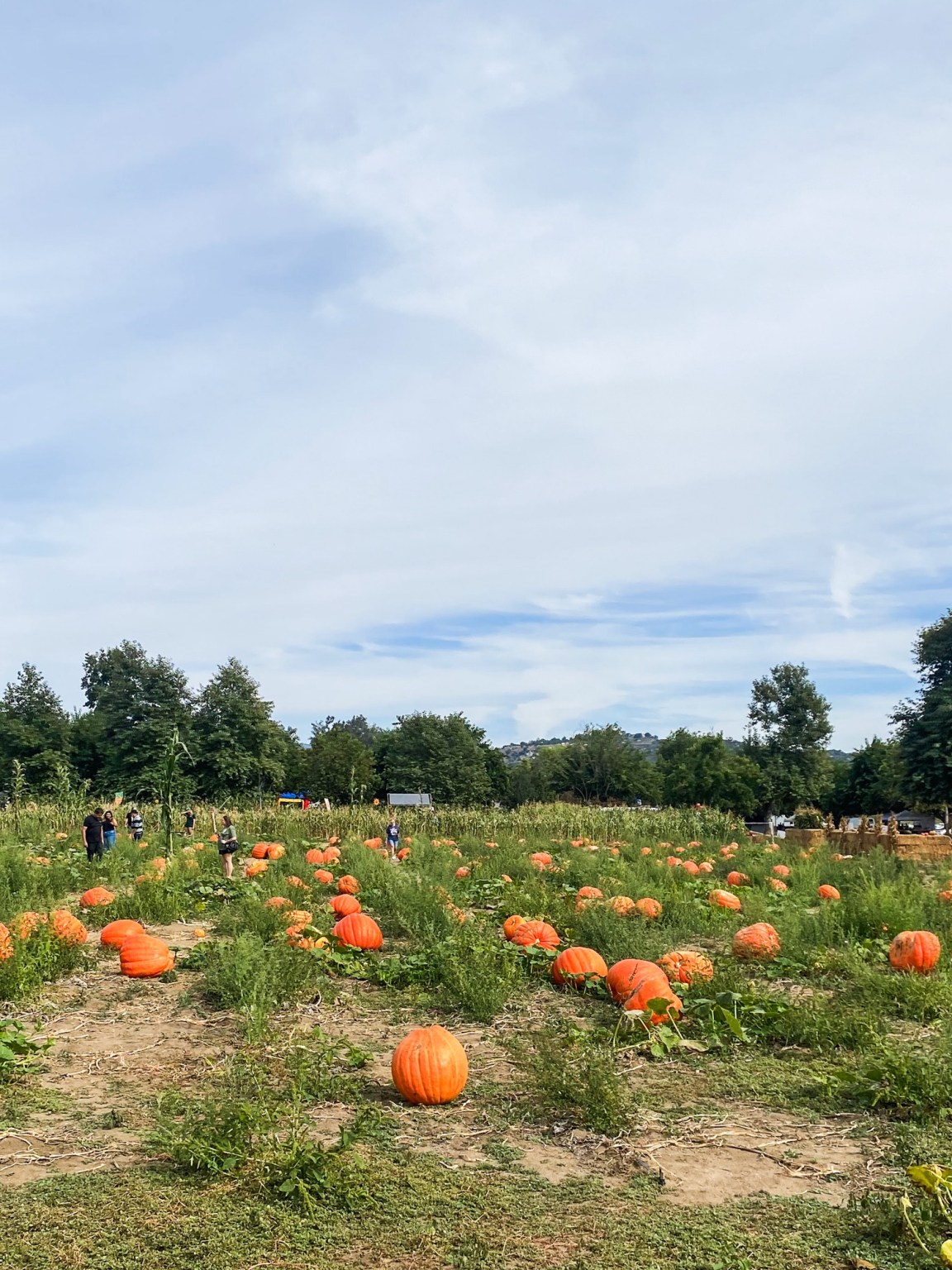10 Best Pumpkin Patches in San Diego County for Fall - San Diego Mamas