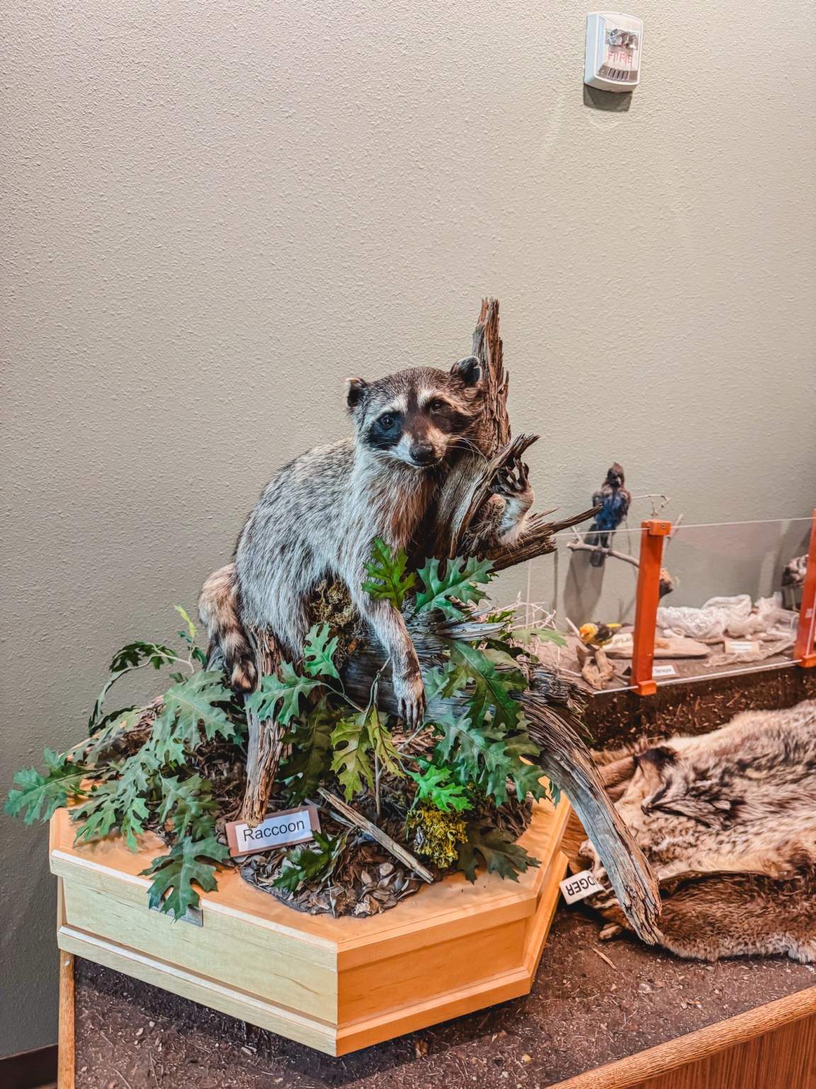 Big Bear With Kids: 25 Best Fun Things To Do in 2025 - San Diego Mamas